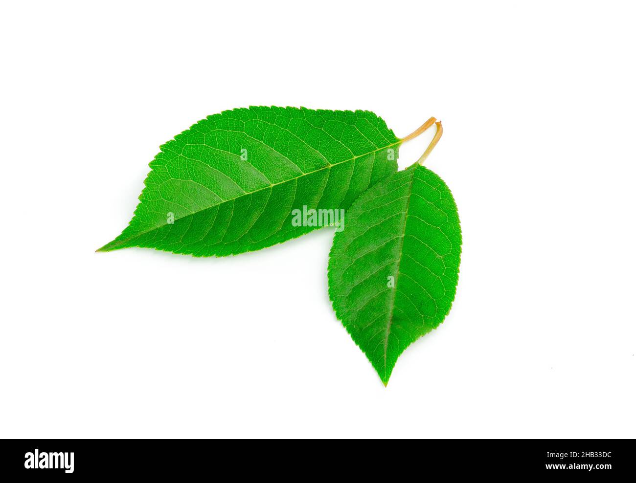 Two green leaves isolated on white background Stock Photo - Alamy