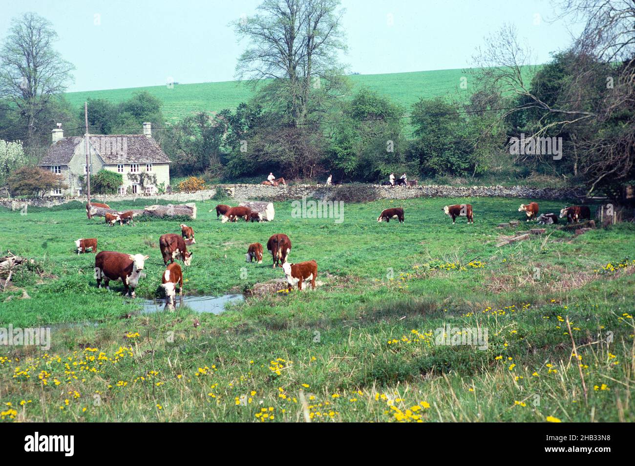 Pastoral landscape cattle grazing horse riders passing, River Windrush ...