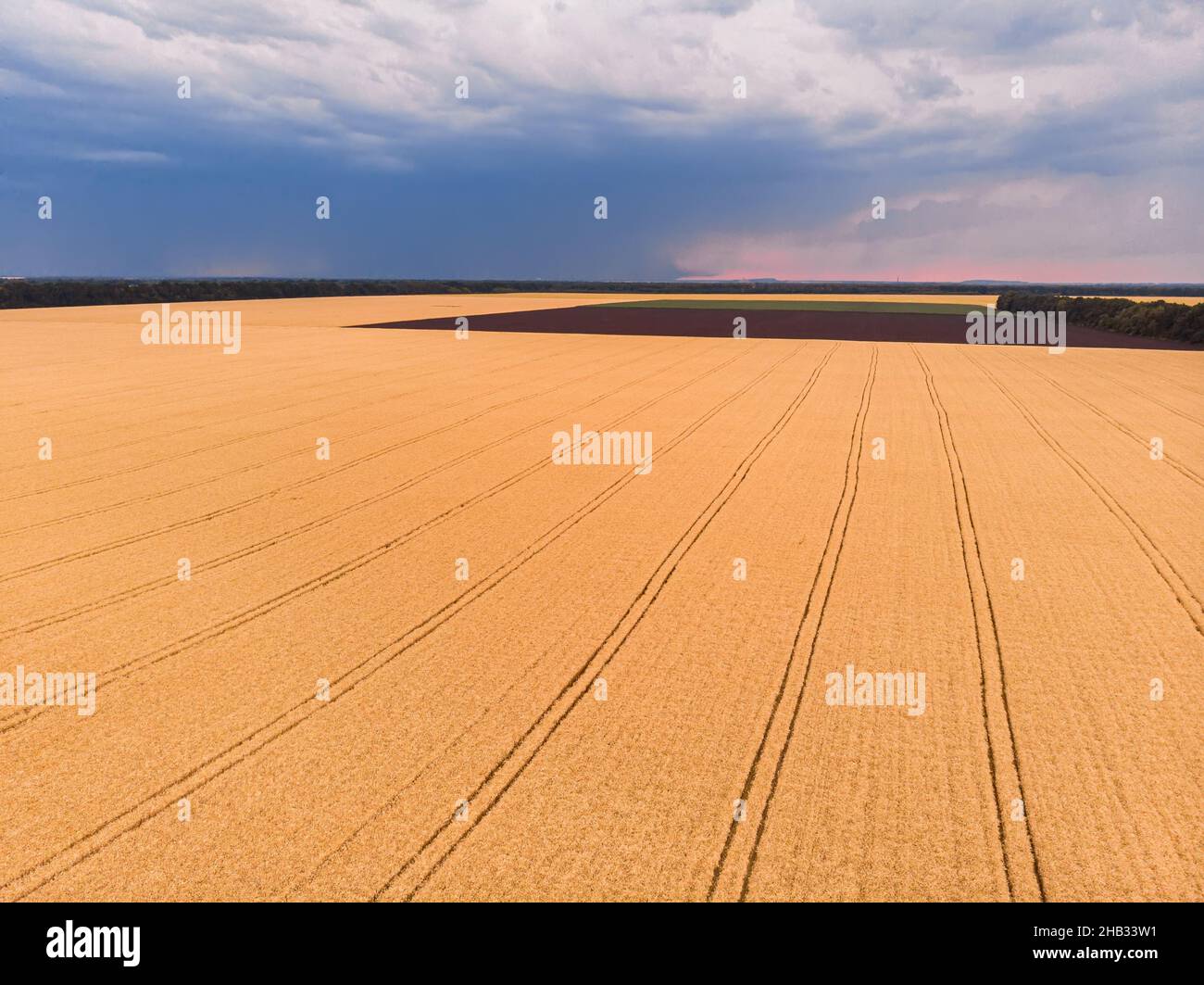 Aerial view of the wheat fields. Wheat fields from a height. Top down ...