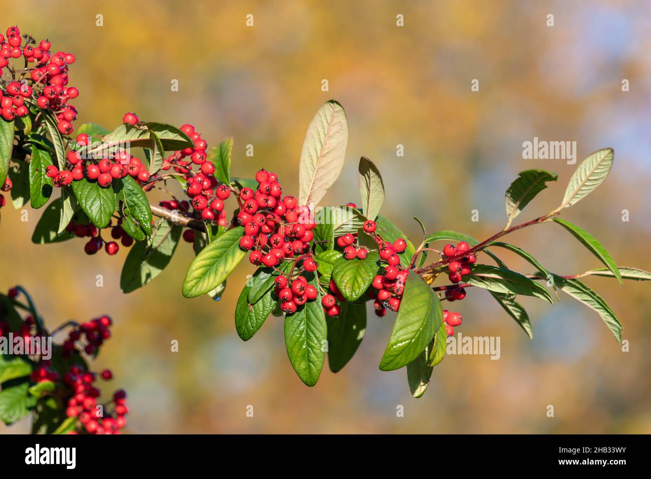 Cotoneaster tree hi-res stock photography and images - Alamy