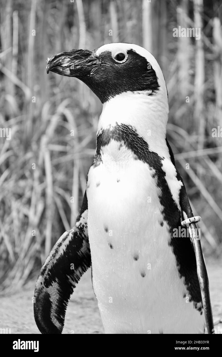 Penguin a bird Black and White Stock Photos & Images - Alamy