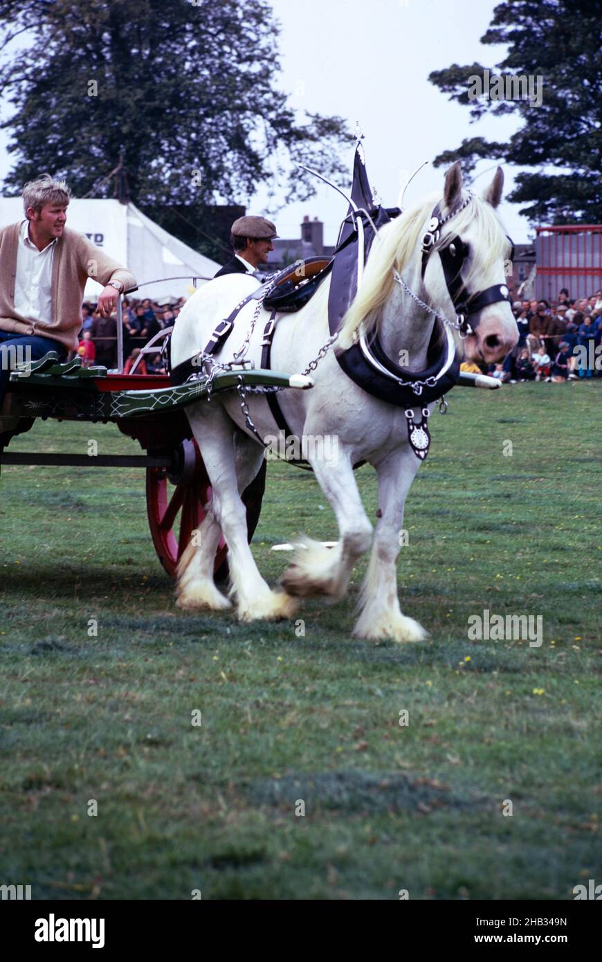 White shire horse pulling cart at agricultural country show in Biggar ...
