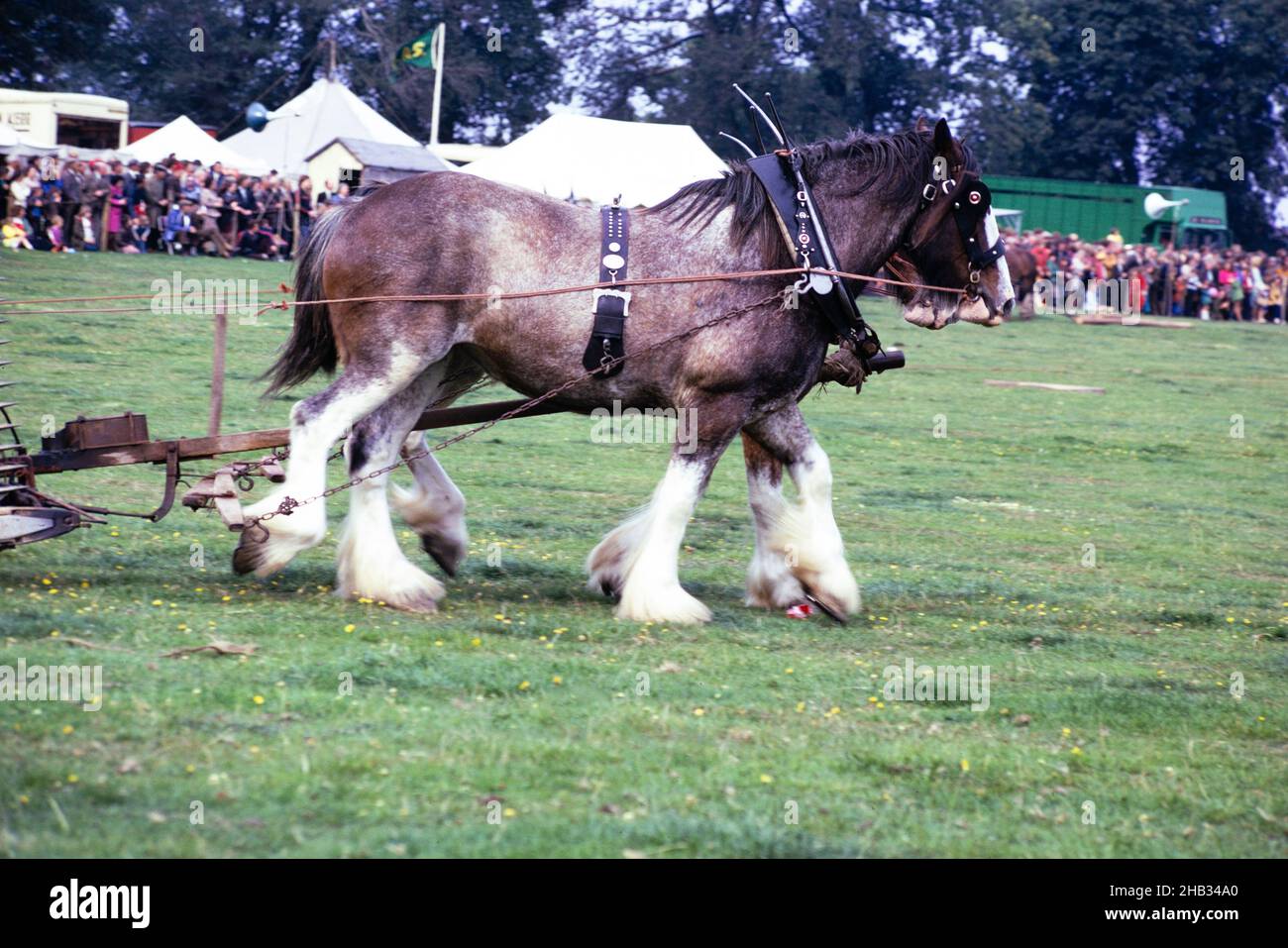 Shire horses pulling cart at agricultural country show in Biggar ...