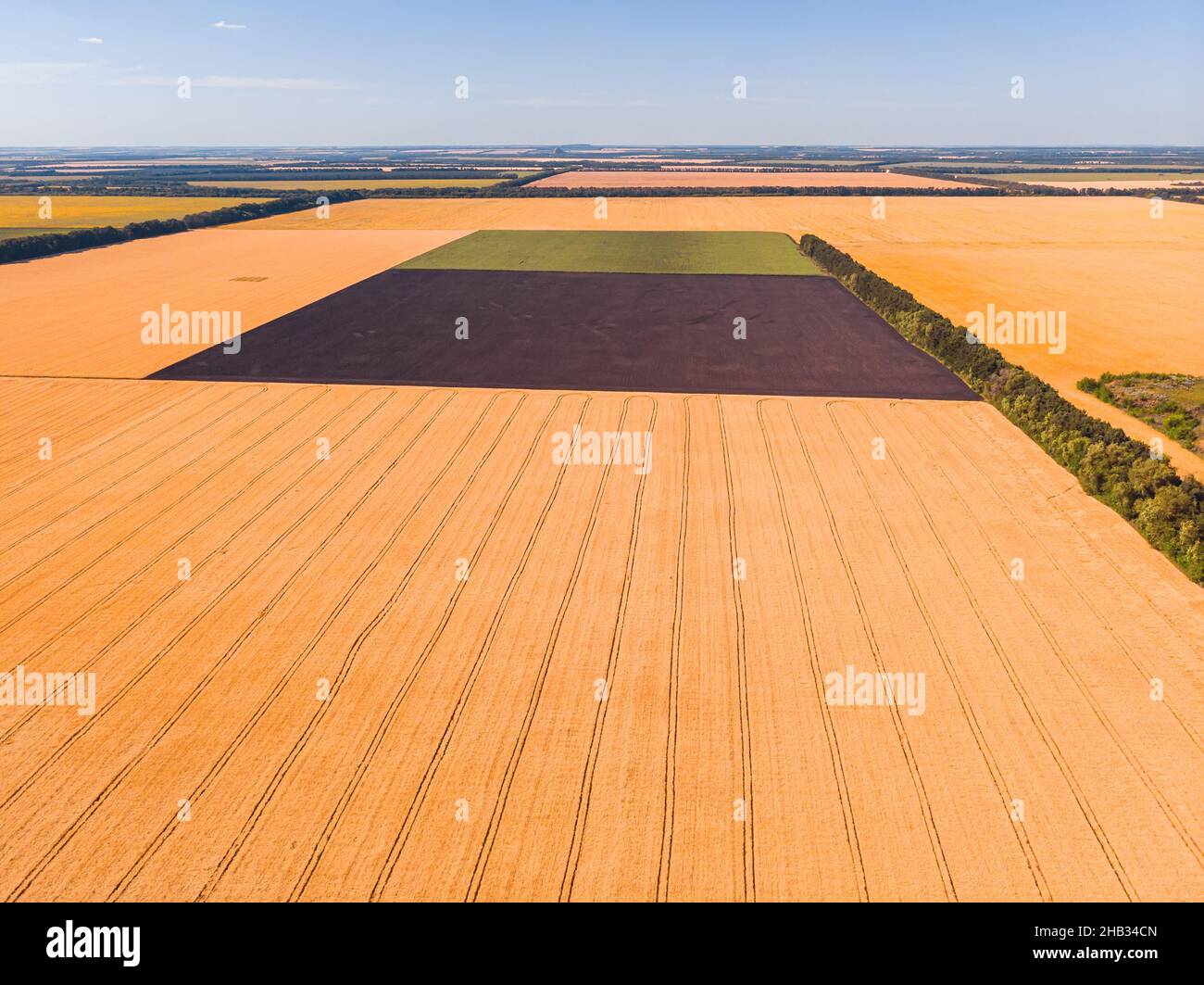 Aerial view of wheat field and tracks from tractor. Beautiful ...