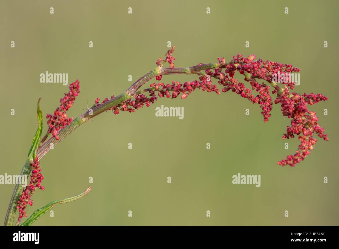 Dock seeds macro hi-res stock photography and images - Alamy