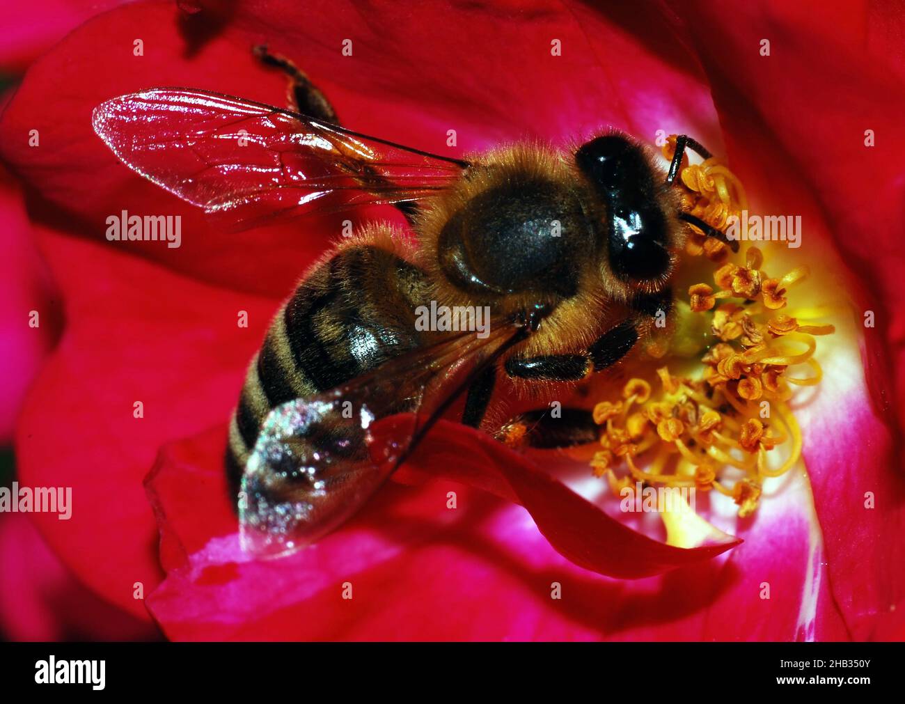 Closeup of the bee pollinating on the blossomed pink flower Stock Photo ...