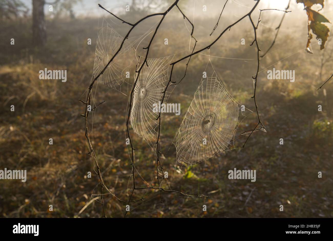 Closeup of spider webs on a tree branch Stock Photo - Alamy