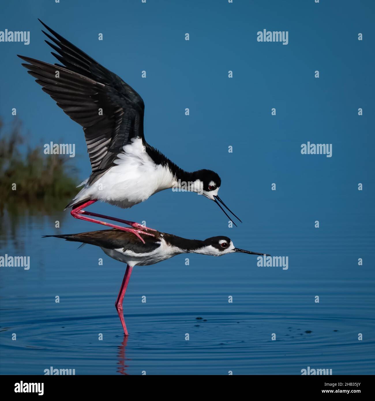 Closeup of a pair of black-necked stilt birds mating on water Stock ...