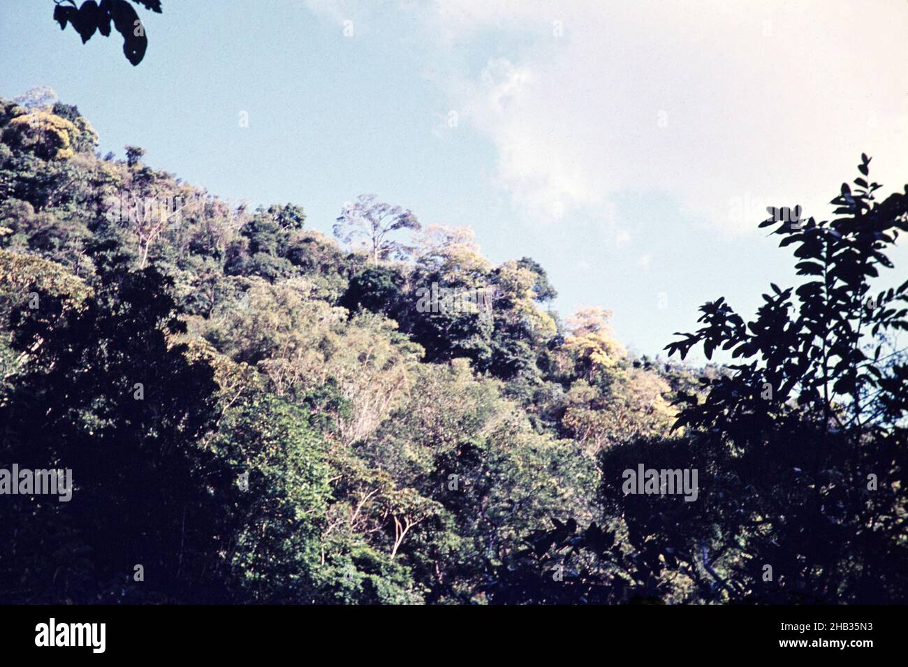 Rainforest trees on hillside in St Ann's valley, trinidad c 1962 ...