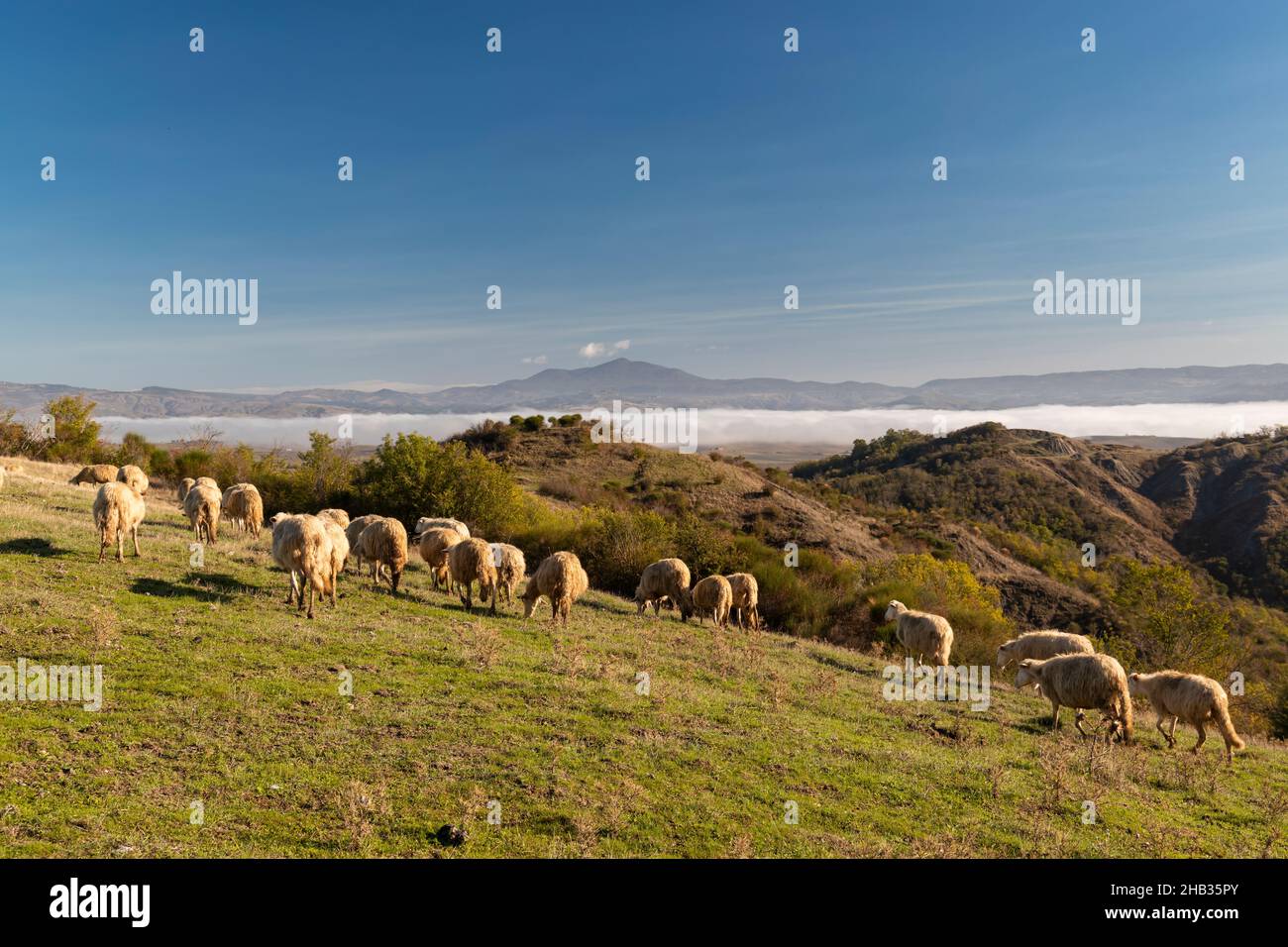 Sheep grazing fields in tuscany hi-res stock photography and images - Alamy