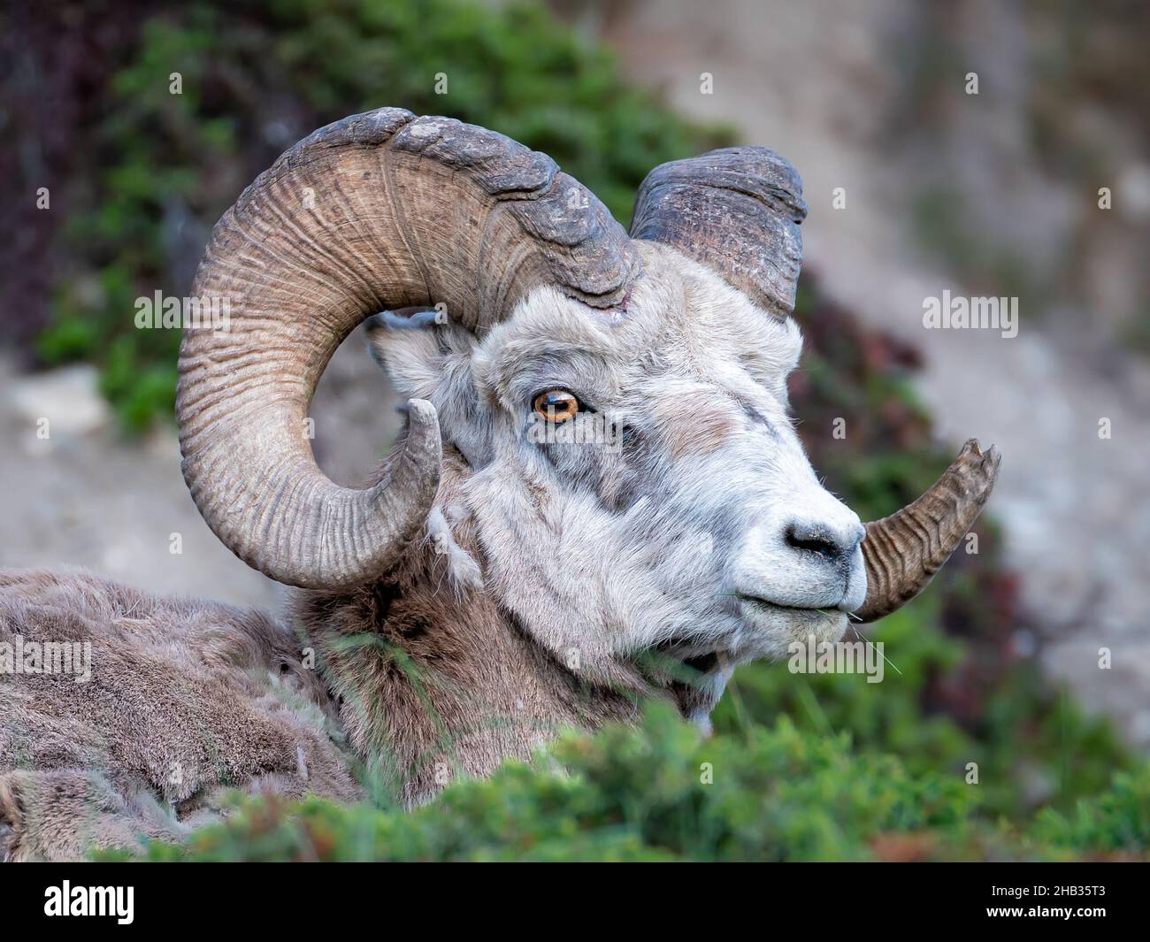 Closeup of a bighorn sheep in the wild with with large curved horns ...