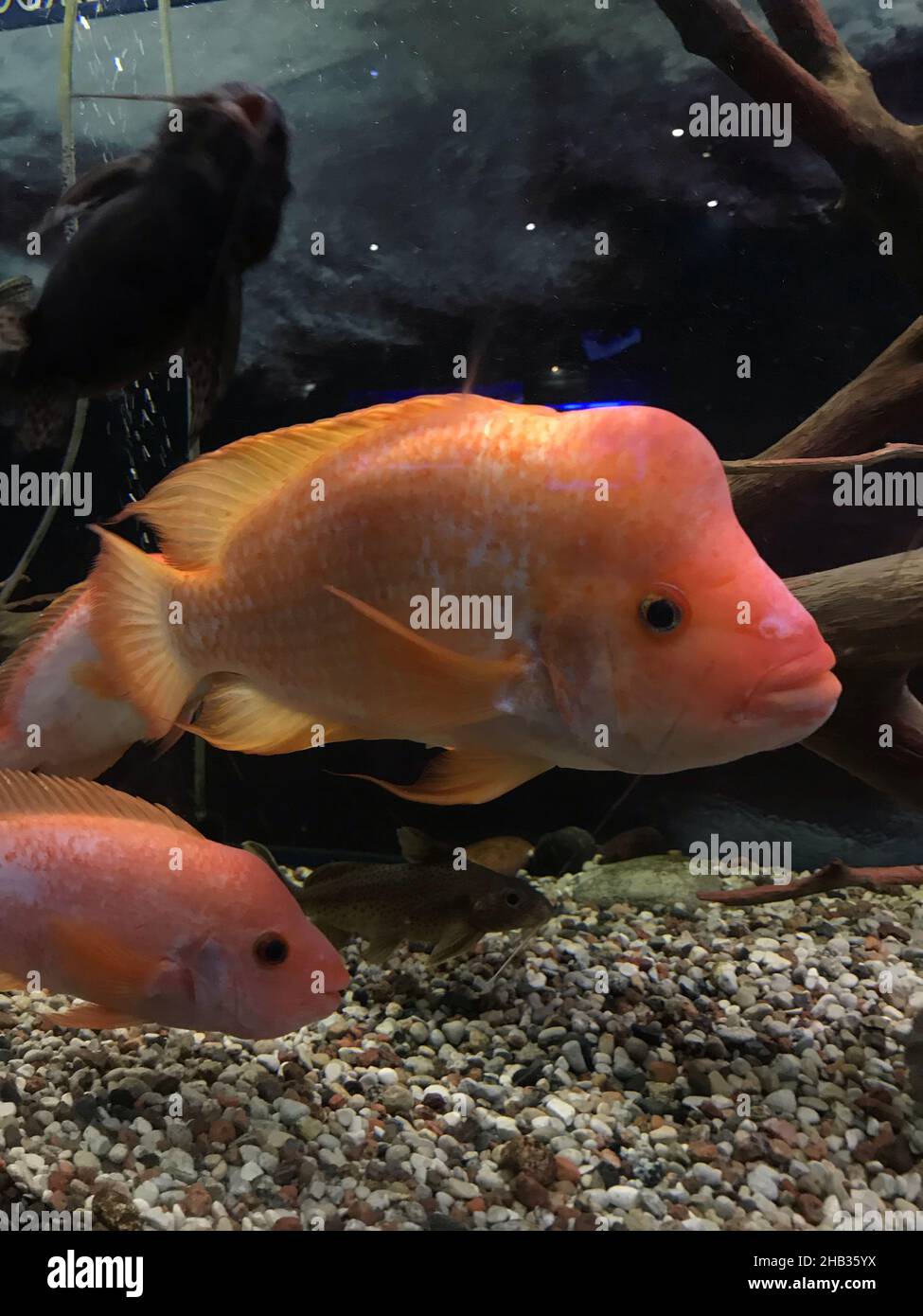 Vertical shot of various types of fish in the aquarium Stock Photo - Alamy
