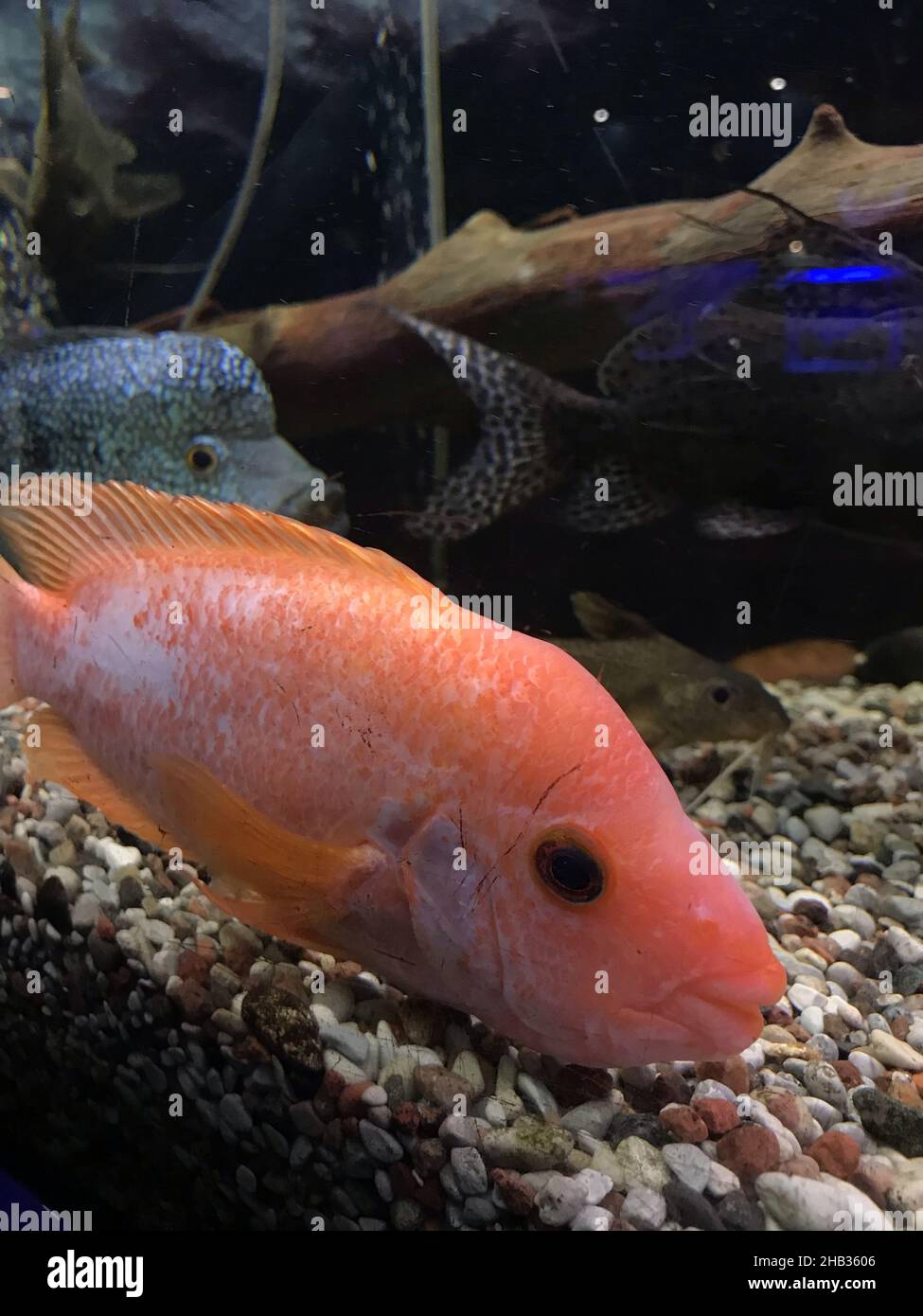 Vertical shot of various types of fish in the aquarium Stock Photo - Alamy