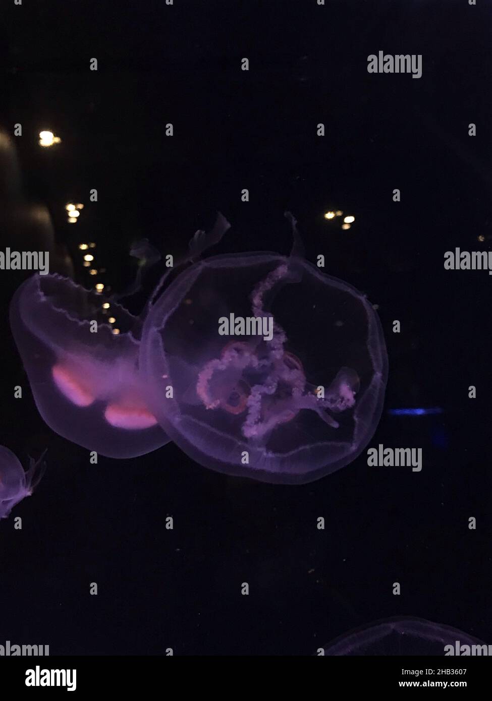 Vertical shot of jellyfish in the aquarium Stock Photo - Alamy