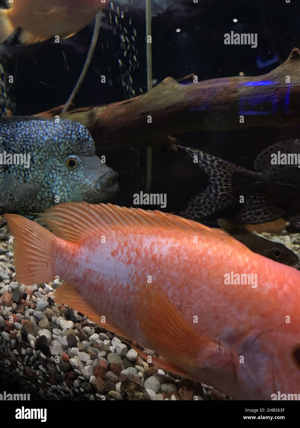Vertical shot of various types of fish in the aquarium Stock Photo - Alamy