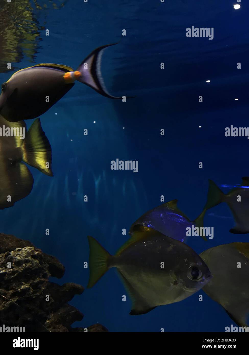 Vertical shot of various types of fish in the aquarium Stock Photo - Alamy