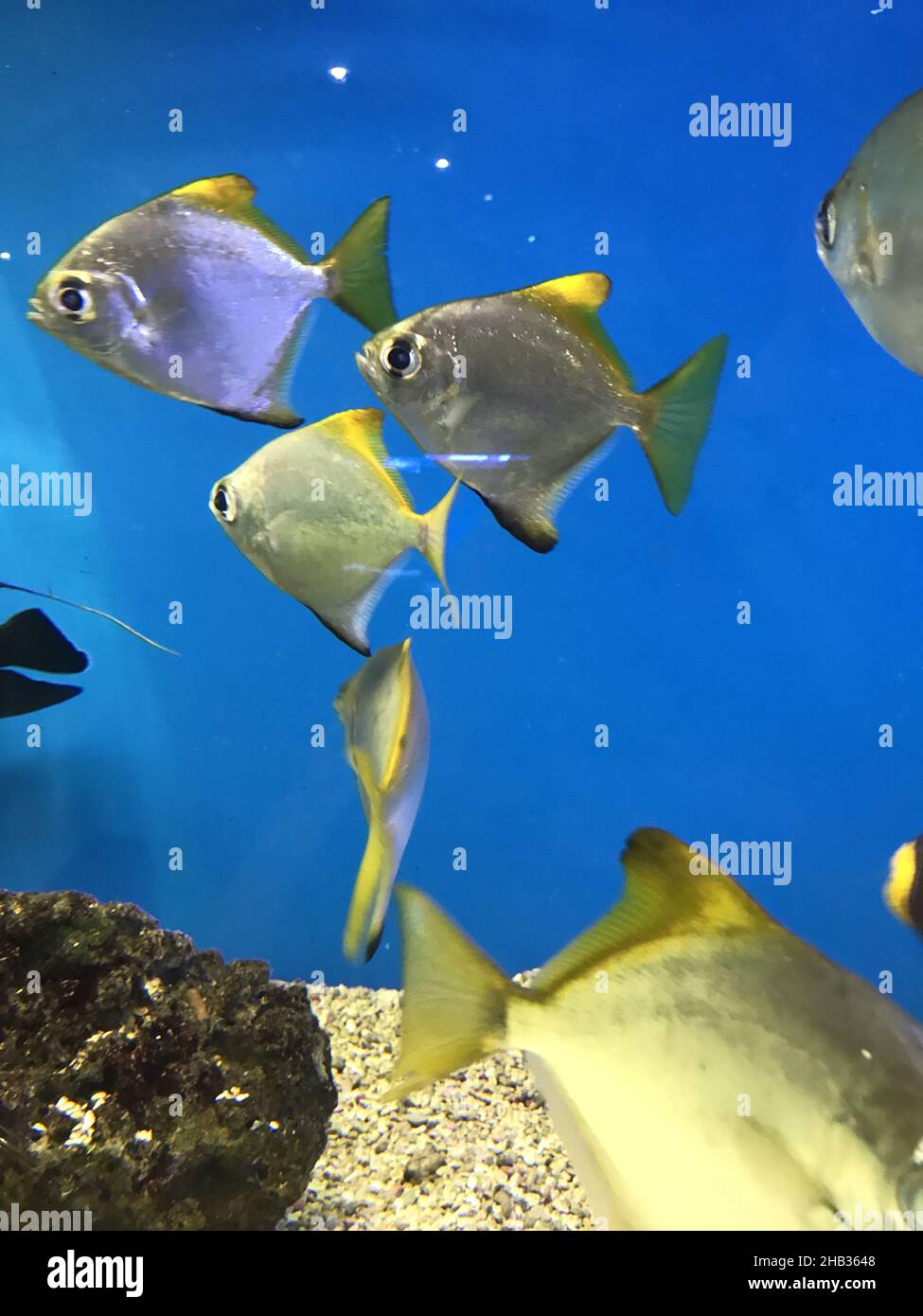 Types of shellfish hi-res stock photography and images - Alamy