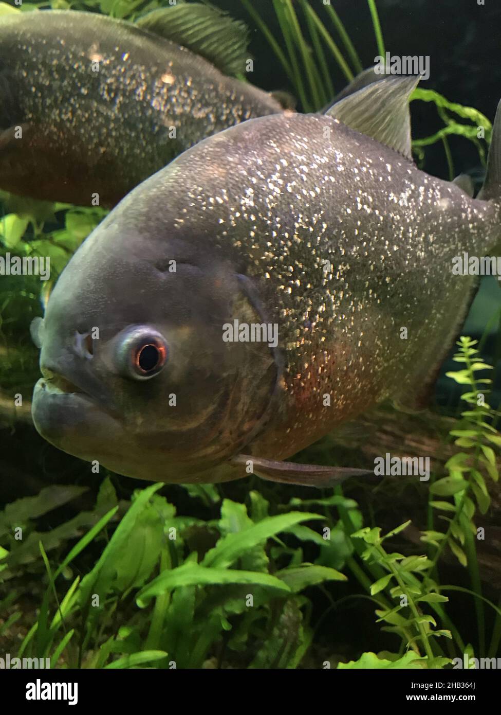 Vertical shot of a Tambaqui fish in the water Stock Photo - Alamy