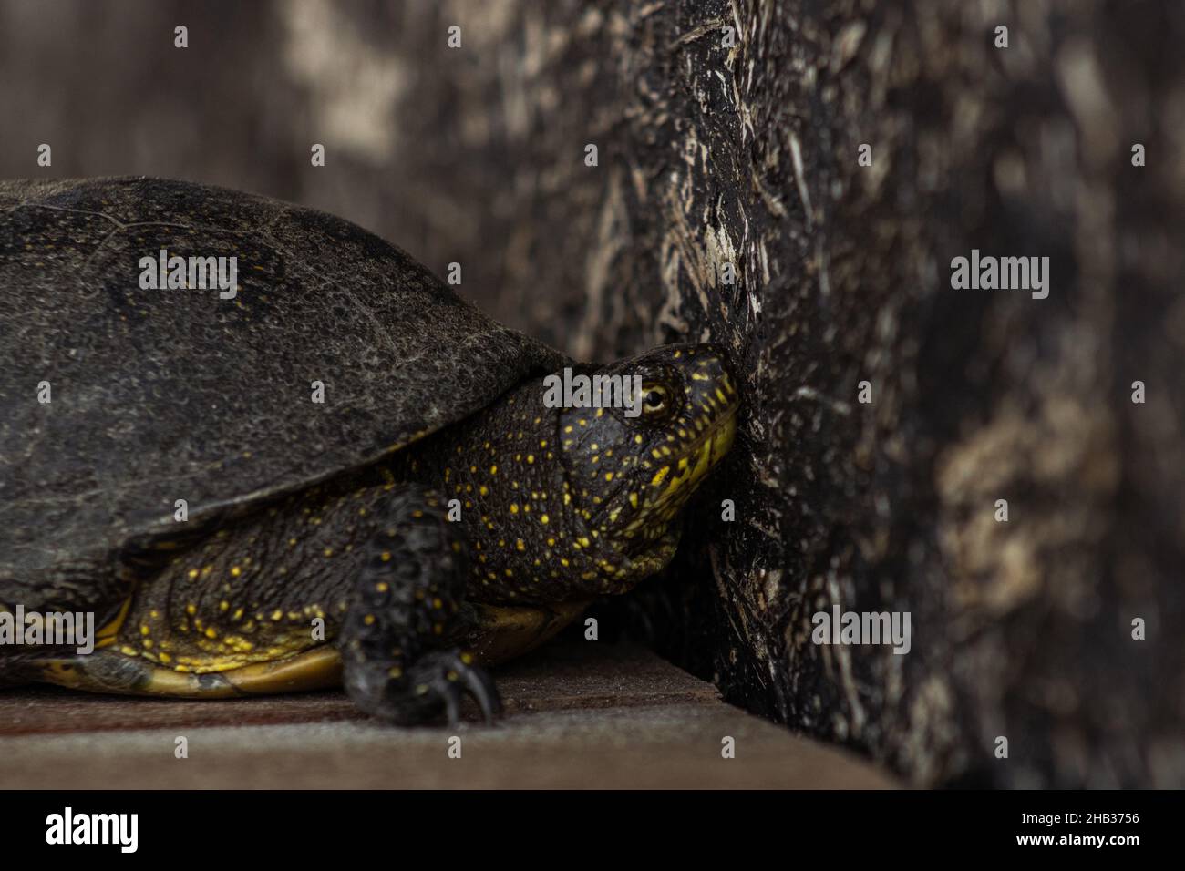 Side view of a yellow turtle on a concrete ground next to a wall during ...