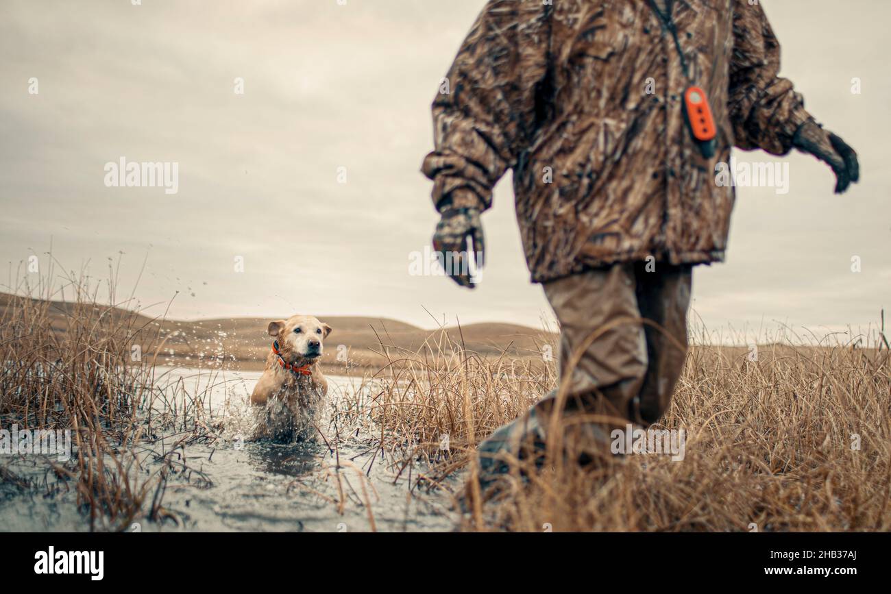Duck hunt dog hi-res stock photography and images - Alamy