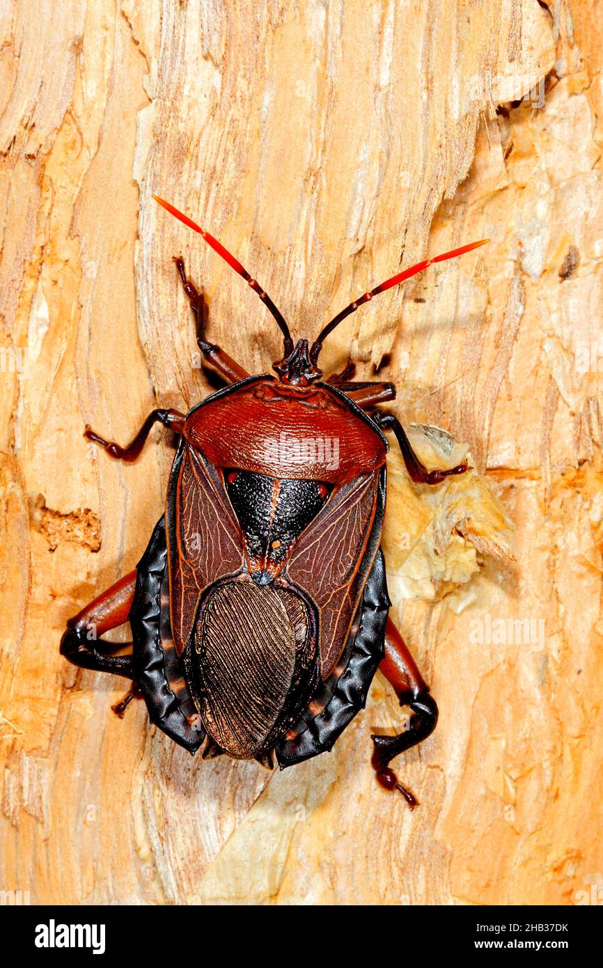 Oncomerinae Shield Bug, Rhoecus australasiae. Large adult. This true ...