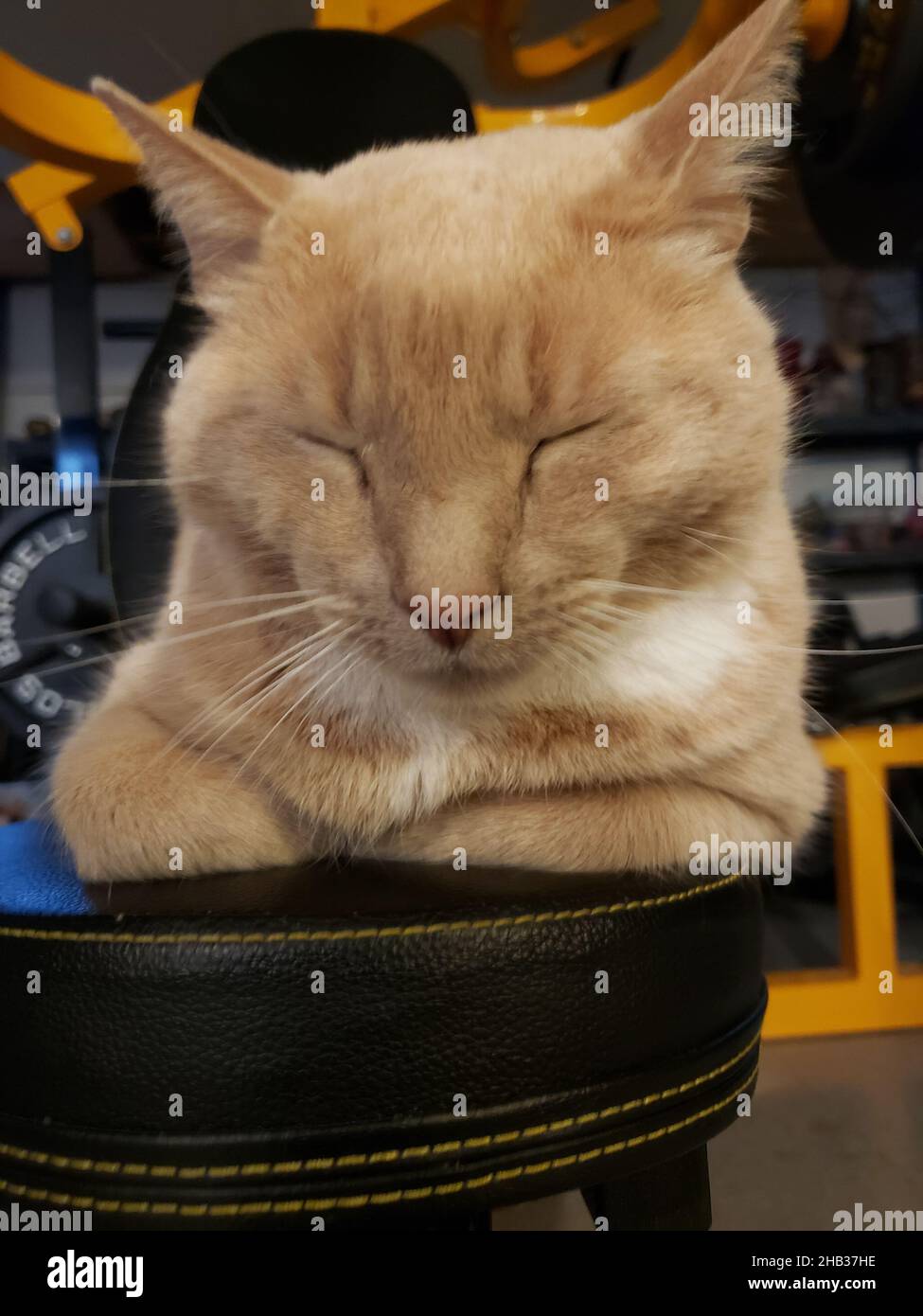 Cream Tabby Cat Sitting in a Bread Loaf Position on a Home Gym Stock ...