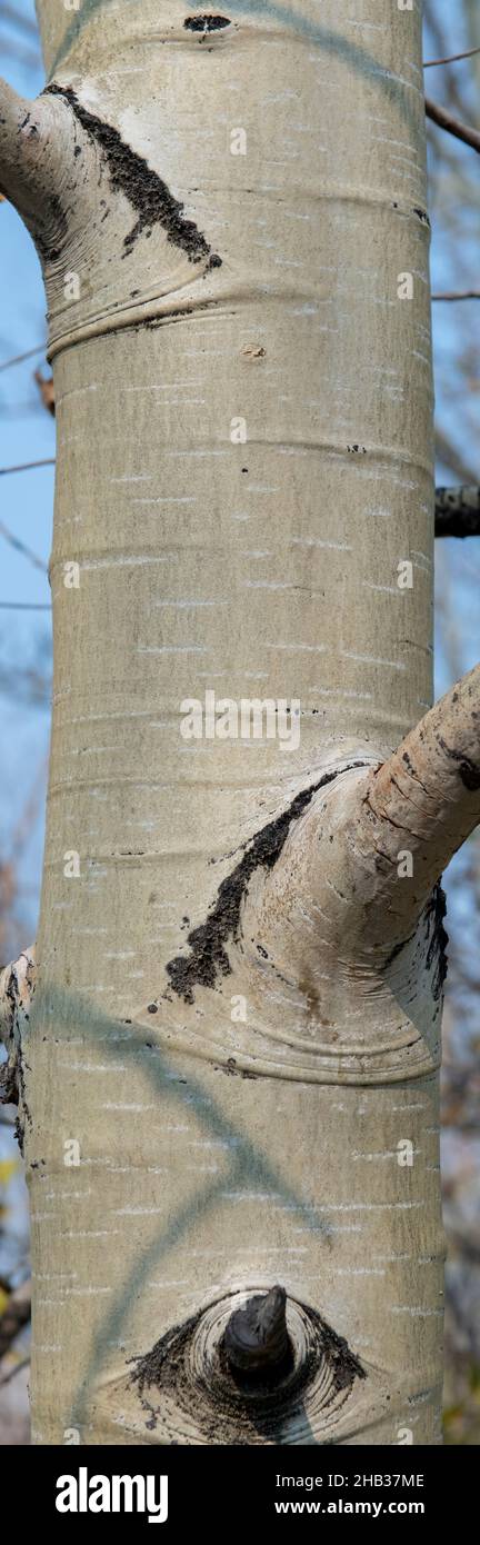 Colorado, Teller County, Victor, Vindicator Valley Trail. Aspen tree ...