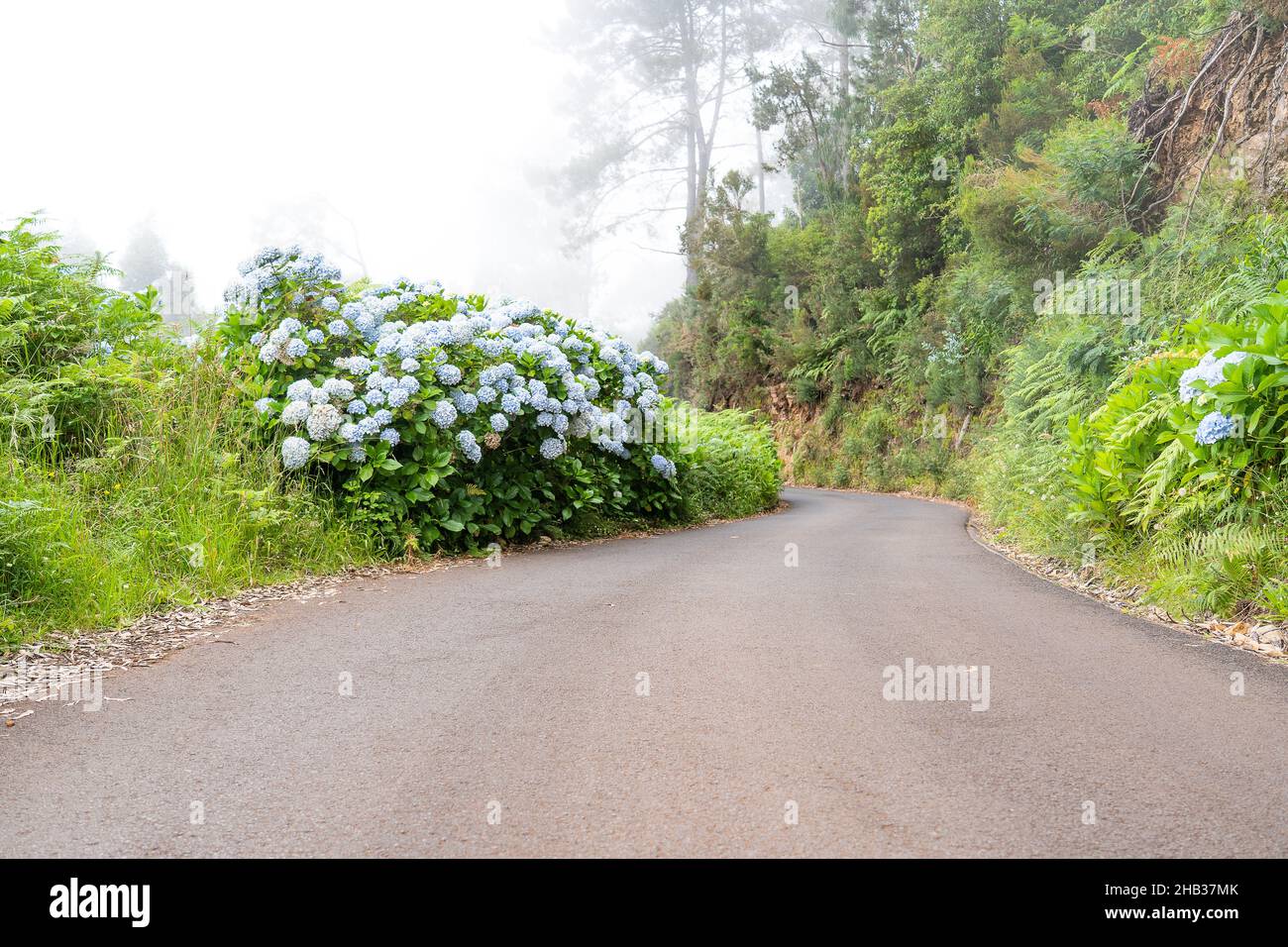 The road between bushes and flowers in Madeira island. Foggy day Stock ...