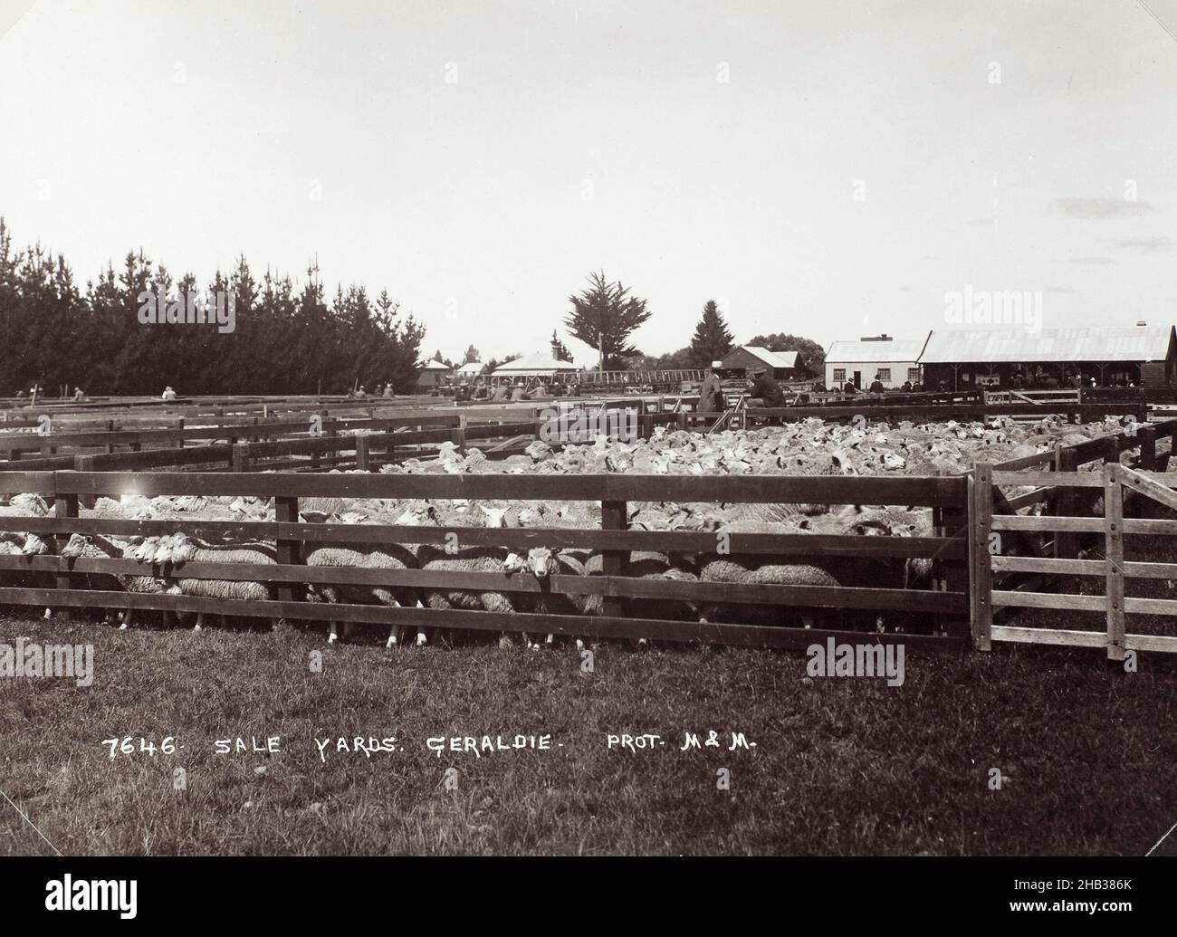 Sale Yards, Geraldine, Muir & Moodie studio, photography studio, 1912 ...
