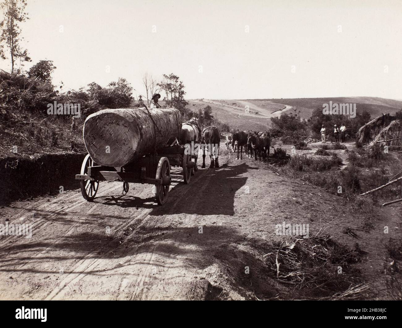 Kauri bush hauling hi-res stock photography and images - Alamy