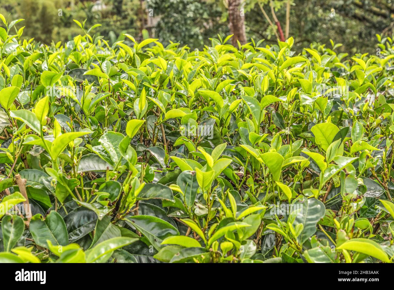 Tea plantations. Green tea buds and leaves. India Stock Photo - Alamy