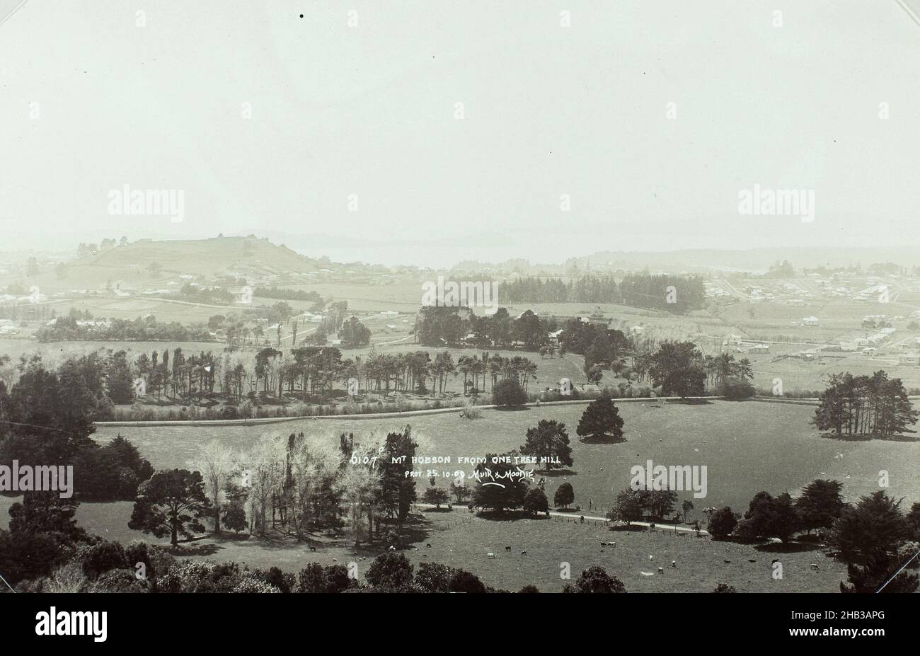 Mt Hobson from One Tree Hill, Muir & Moodie studio, 25 October 1908 ...