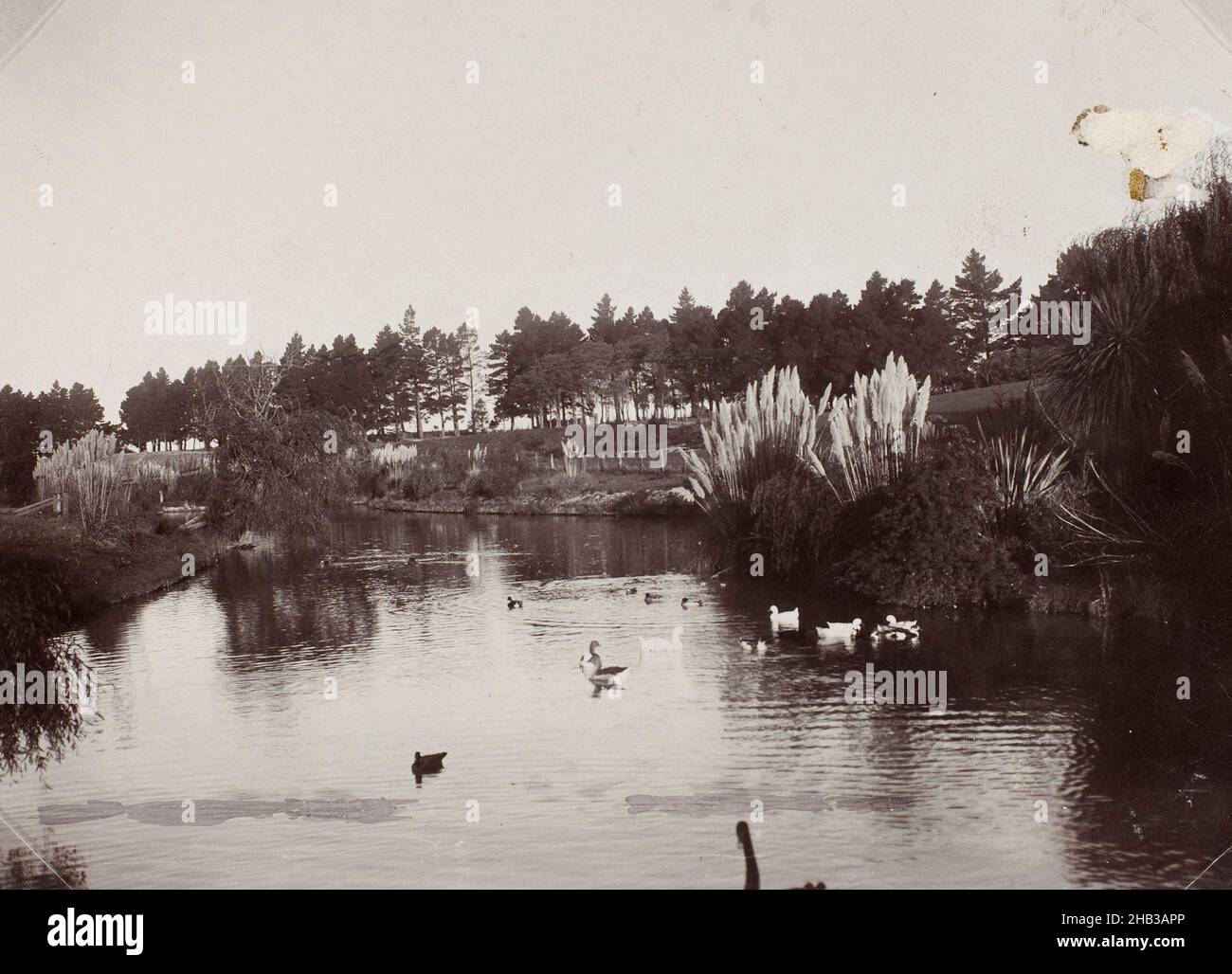 Timaru gardens hi-res stock photography and images - Alamy