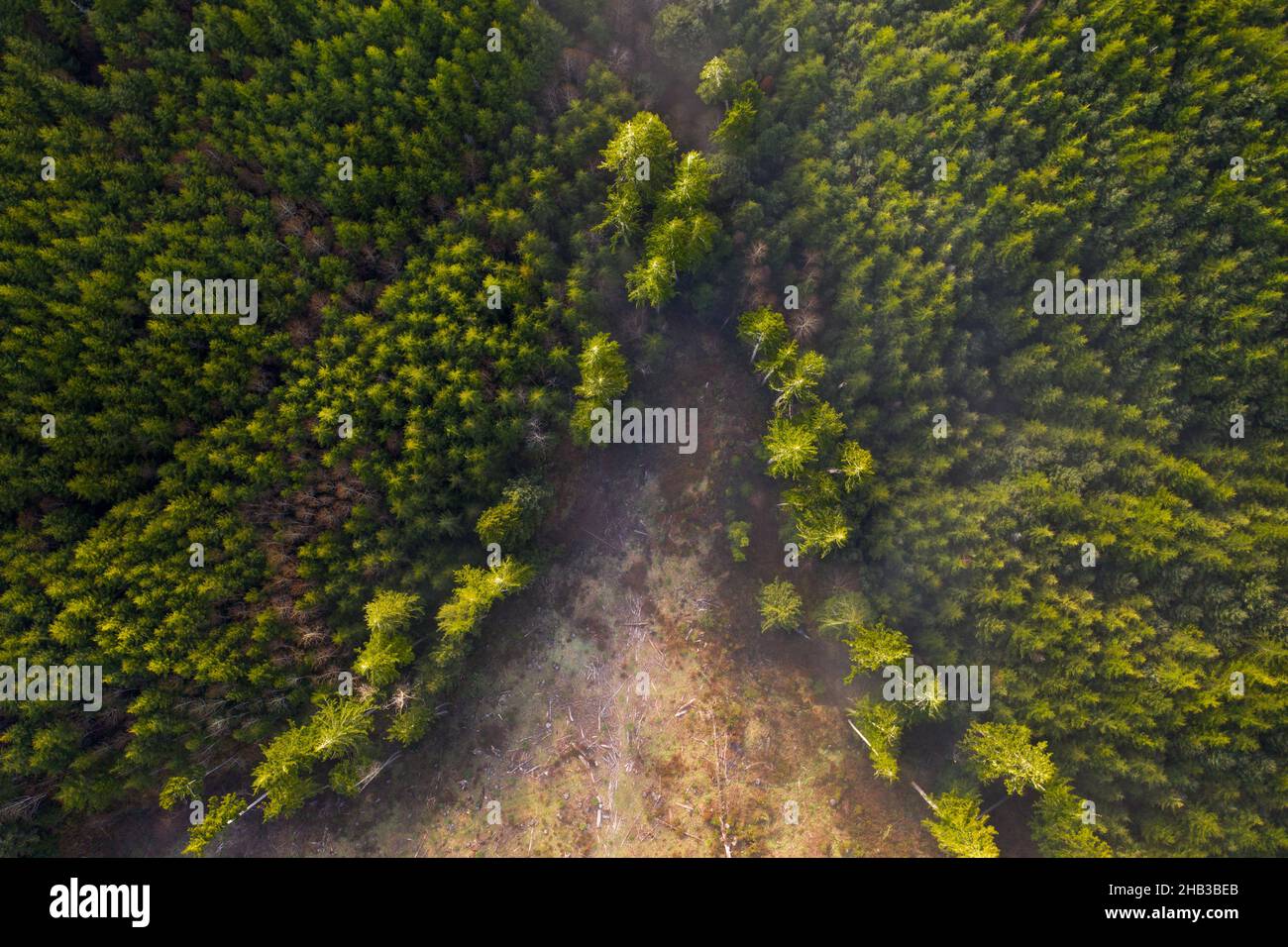 Clearcut of Douglas fir trees in Oregon Pacific Northwest, aerial Stock ...