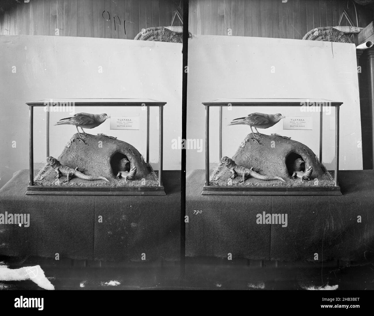 [Tuatara & Mutton Birds], Burton Brothers studio, photography studio ...