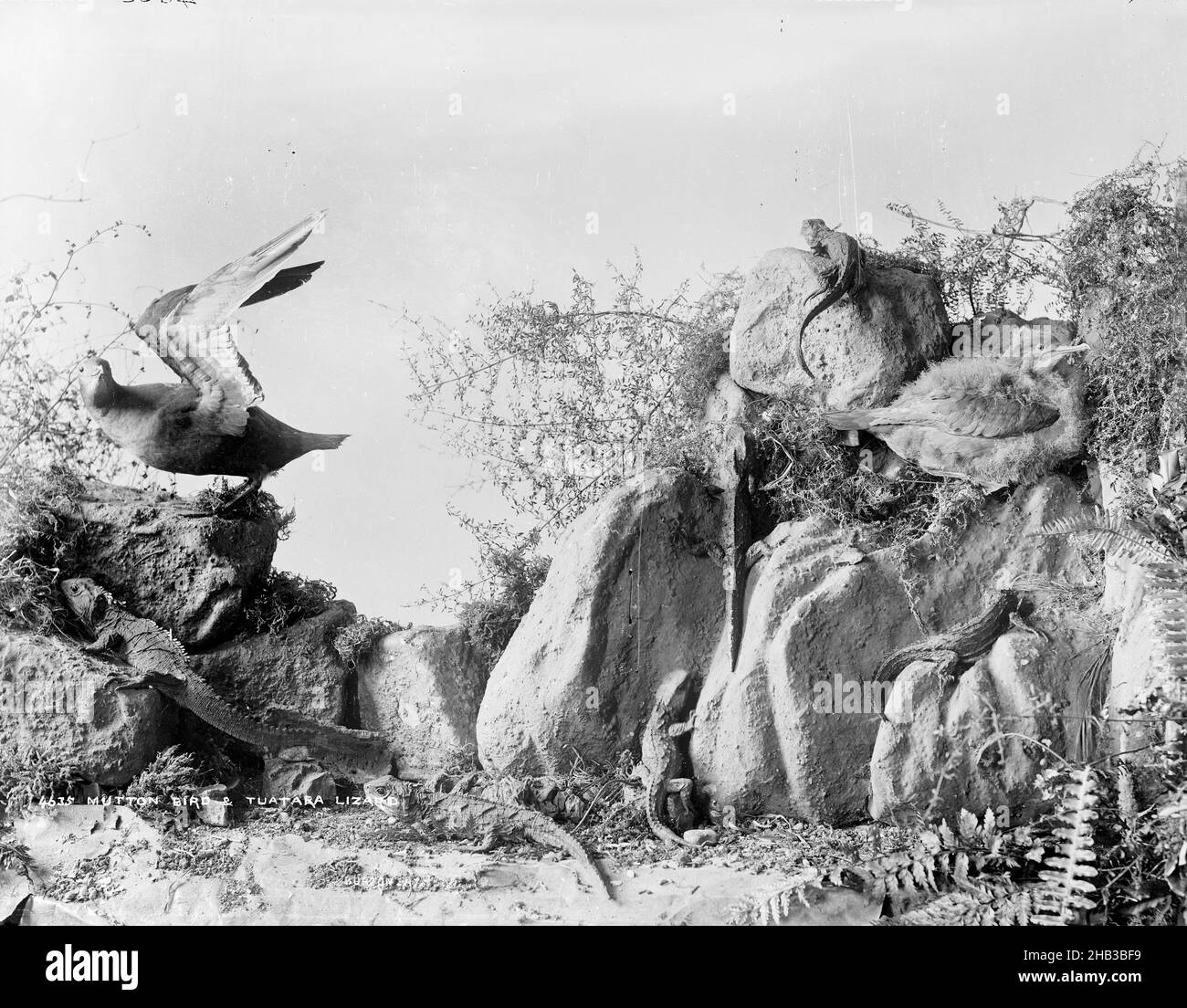 Mutton Bird & Tuatara Lizard, Burton Brothers studio, photography ...