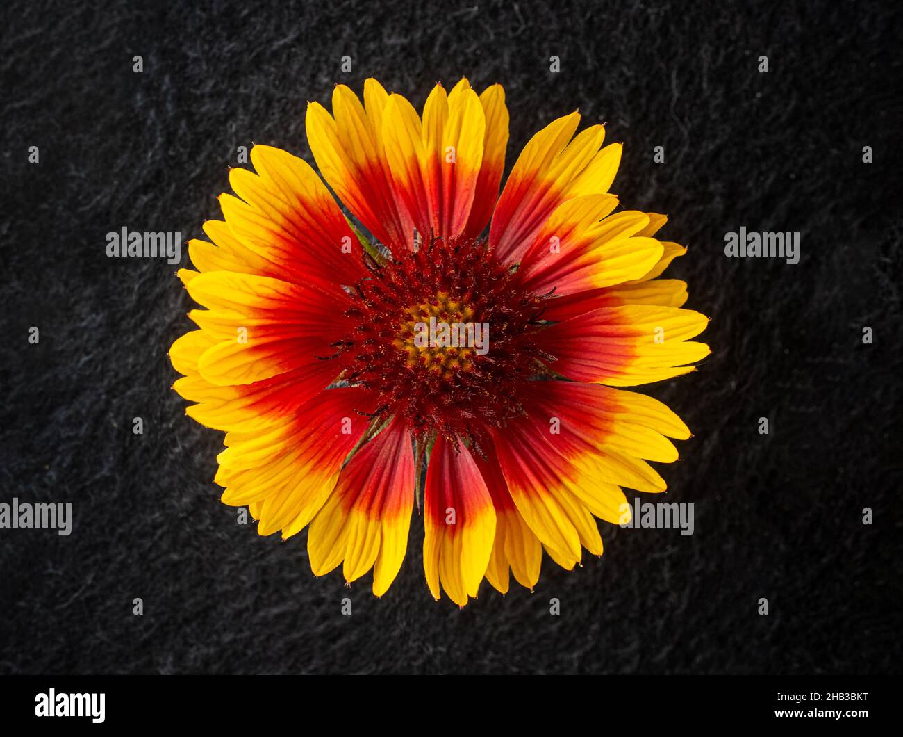 One flower on black background. View above Stock Photo - Alamy