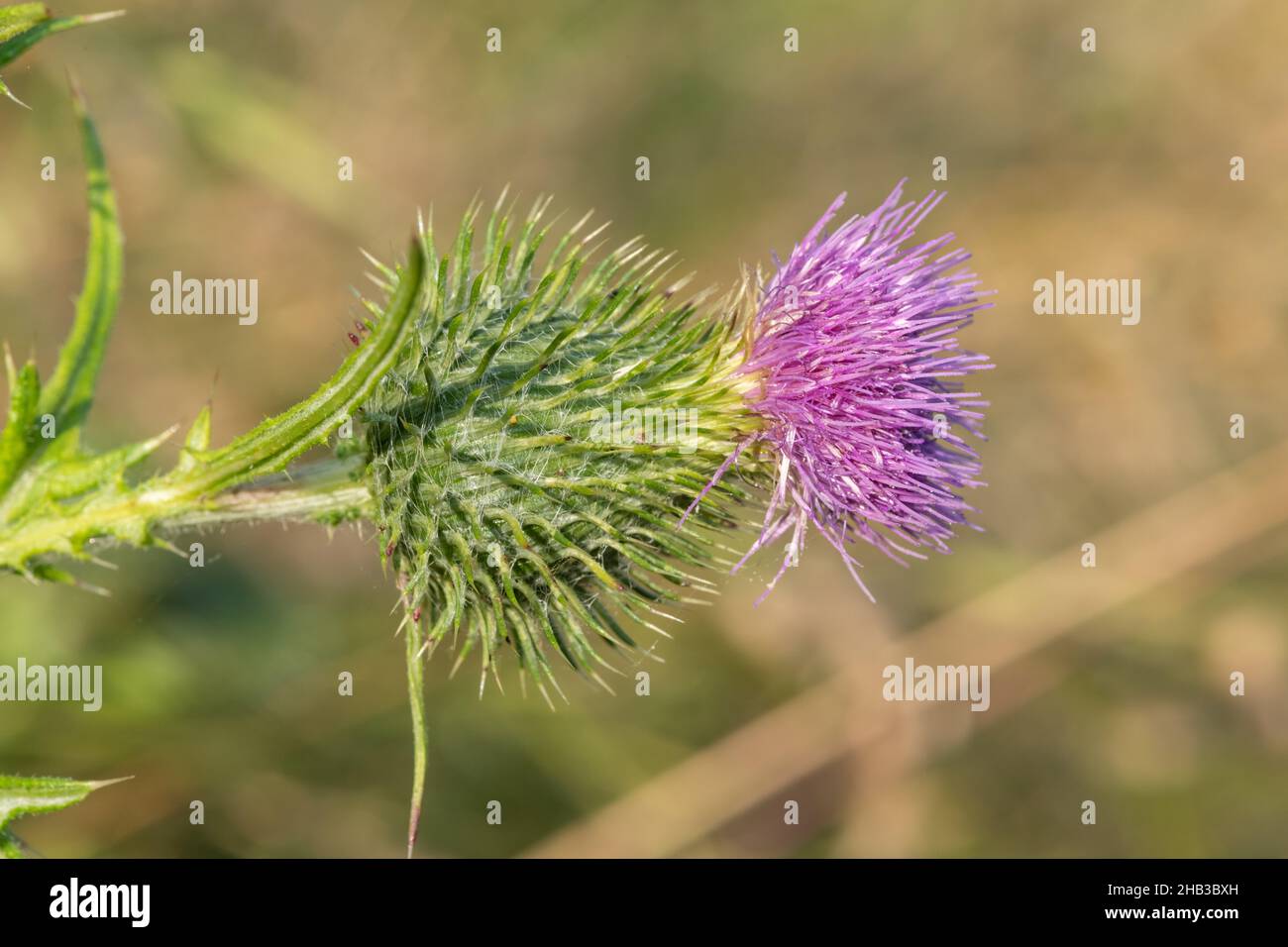 Close up of the flower head on a common thistle (cirsium vulgare) plant ...