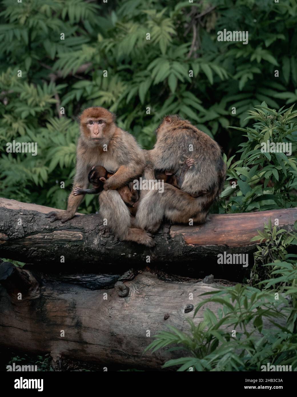 Vertical shot monkeys sitting hi-res stock photography and images - Alamy