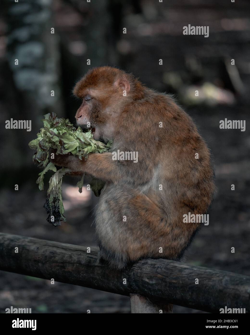 Cute monkey eating lettuce Stock Photo - Alamy