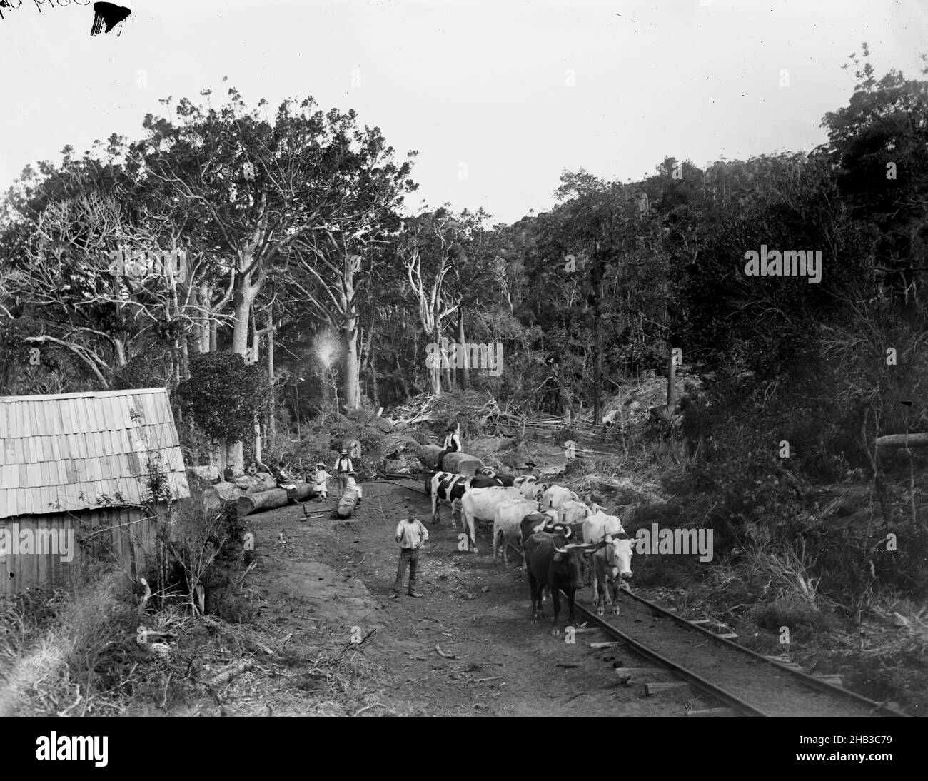 Bullock team Black and White Stock Photos & Images - Alamy