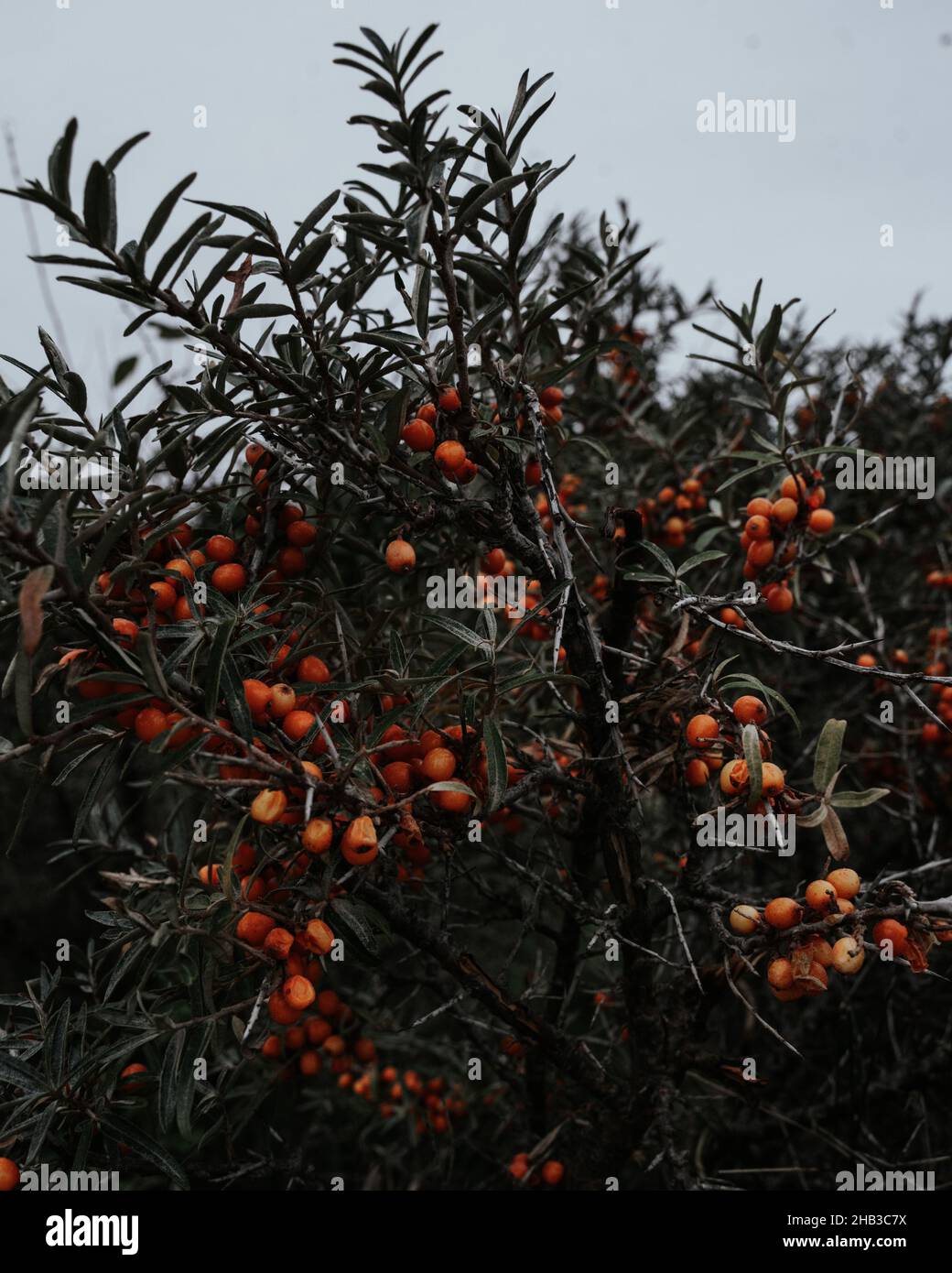 Low angle shot of a growing sea buckthorn tree Stock Photo - Alamy
