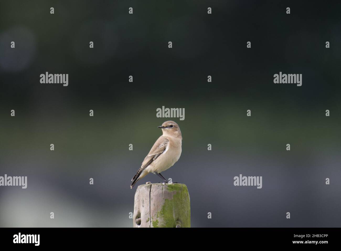 Flycatcher bird on the column with blurred background Stock Photo - Alamy