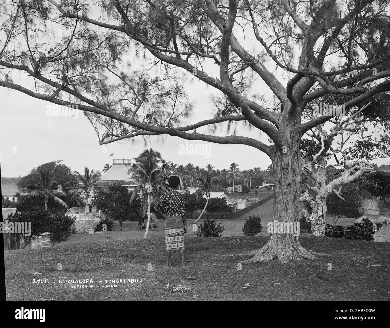Large fanning flame tree hi-res stock photography and images - Alamy