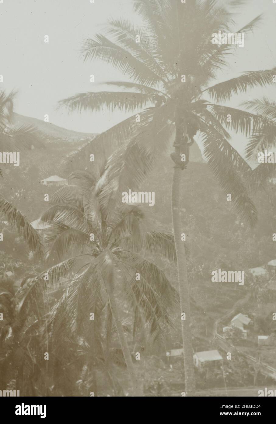 Fiji gathering coconuts hi-res stock photography and images - Alamy