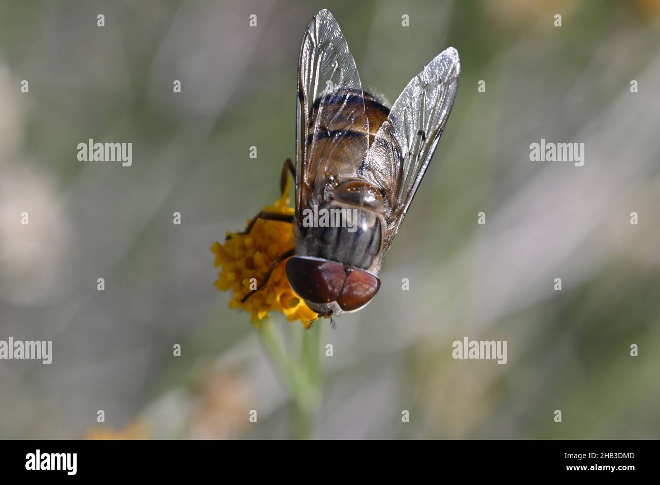 Macro shot a Copestylum on a yellow plant Stock Photo - Alamy