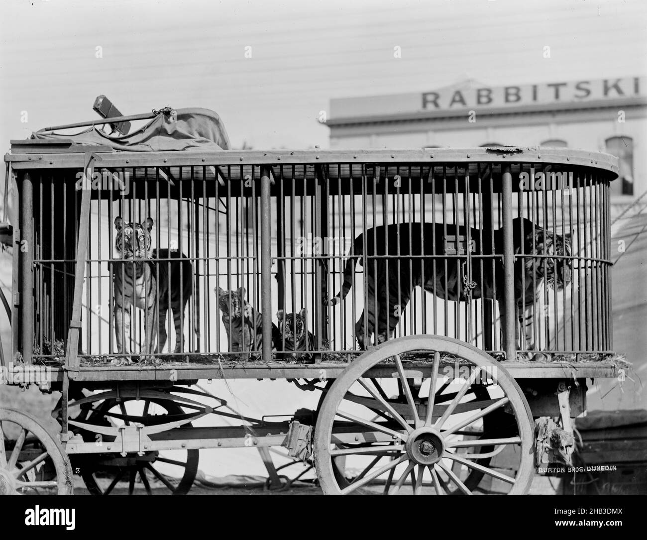 Fitzgerald Brothers Circus & Menagerie, Burton Brothers studio ...