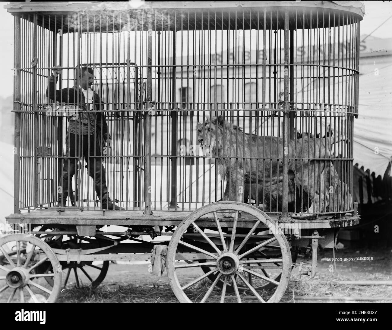 Fitzgerald Brothers Circus & Menagerie, Burton Brothers studio ...