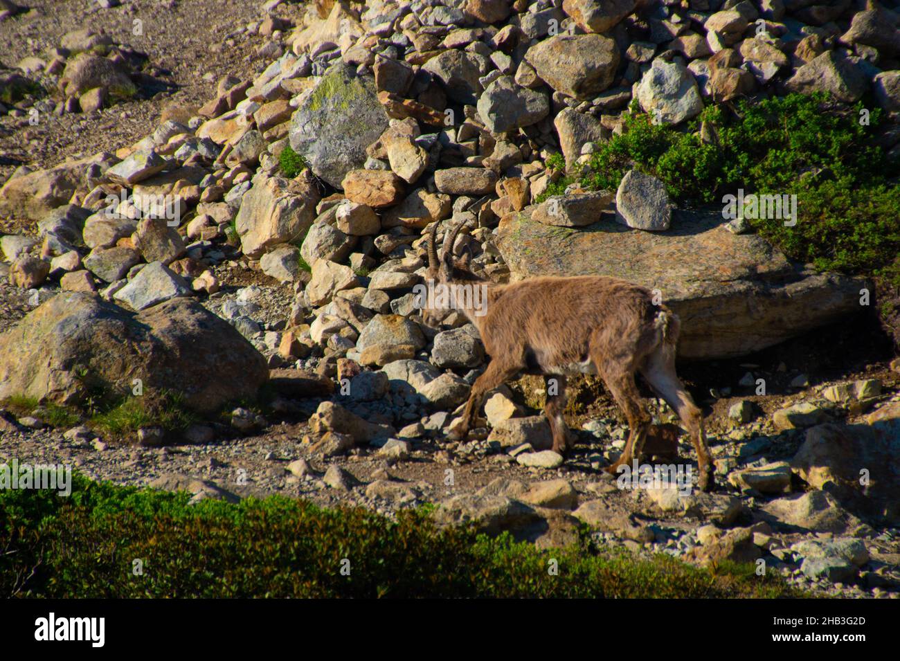 Deer captured in the Alps in France Stock Photo - Alamy