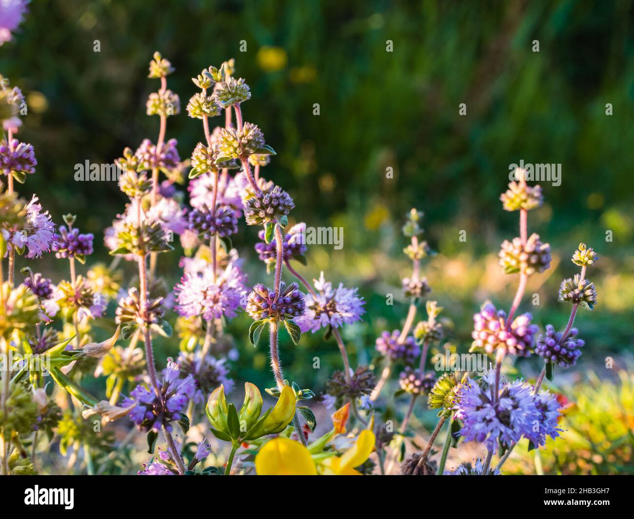 Golden meadow filled with purple pennyroyal flowers in late afternoon ...